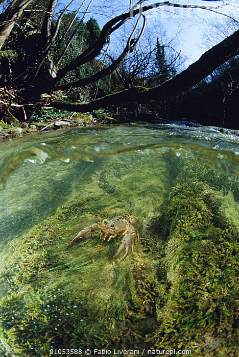Stock photo of White clawed crayfish {Austropotamobius pallipes} split ...