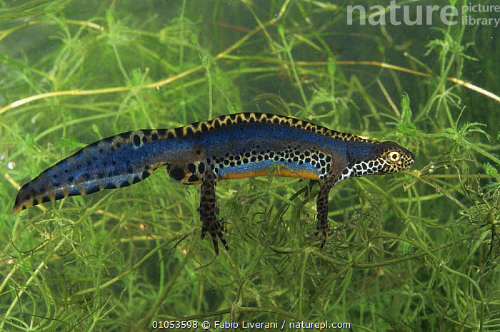 Stock photo of Alpine newt breeding male {Triturus alpestris} Italy ...