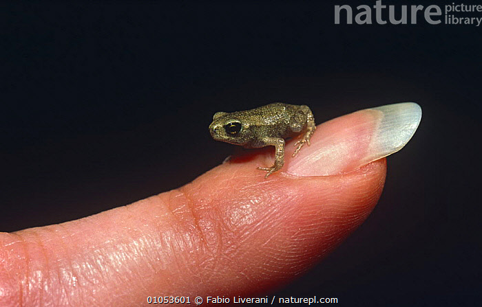 Stock photo of Common European toad juvenile on human finger {Bufo bufo ...