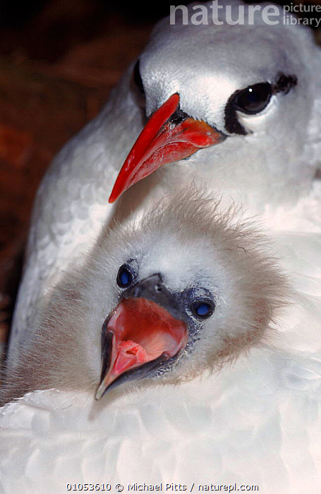 Stock photo of Red tailed tropic bird adult with chick, Midway Atoll ...