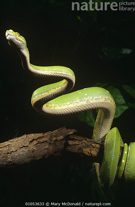 Stock photo of Green tree python {Chondopython viridis} Pacific Islands ...