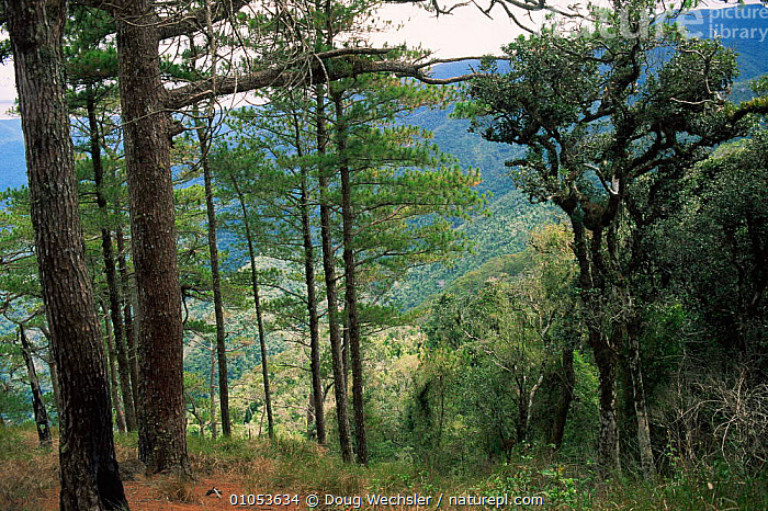 Stock photo of Pine forest at 900m {Pinus insularis} Luzon, Zambeles ...