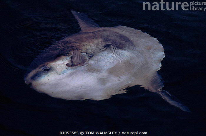 Stock photo of Ocean Sunfish at sea surface off Gibraltar ...