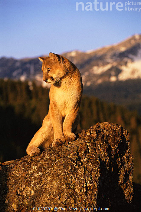 Mountain Lion Cougar Puma Stock Image Image Of Animal Mountain Lion