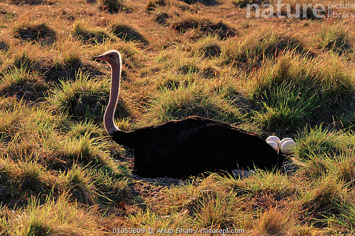 Stock photo of Ostrich male incubating eggs, Masai Mara, Kenya, East ...