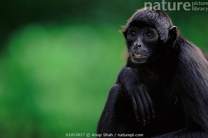 Stock photo of Spider monkey portrait. Available for sale on www ...