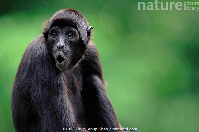 Stock photo of Spider monkey calling. Available for sale on www ...