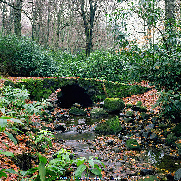 Stock photo of Small stone bridge over stream in ancient woodland with ...