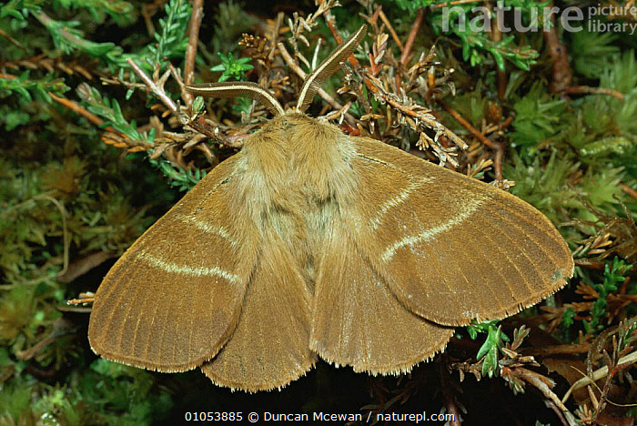 Stock photo of Fox moth {Macrothylacia rubi} resting on heather, UK ...