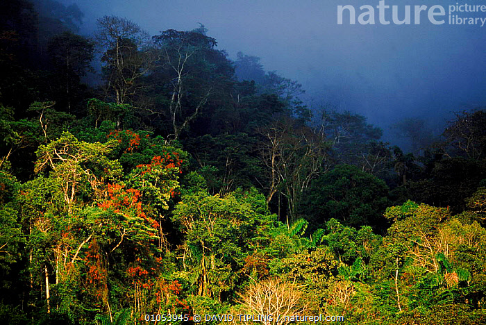 Stock photo of Primary lowland rainforest, Manu National Park, Peru ...
