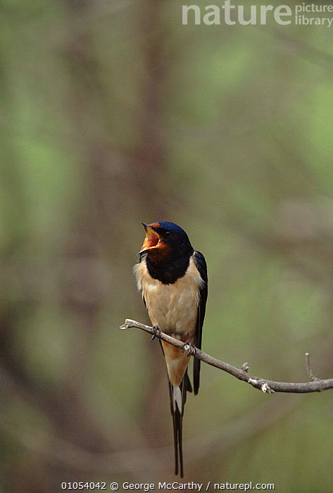 Stock photo of Barn swallow calling, Island of Lesbos, Greece ...