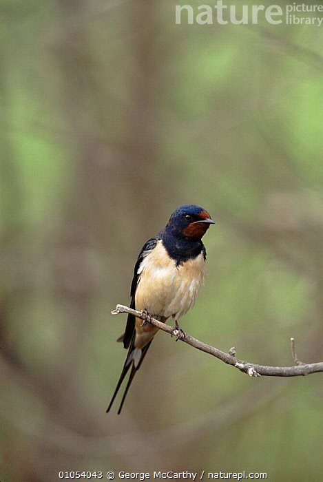 Stock photo of Barn swallow, Island of Lesbos, Greece. Available for ...