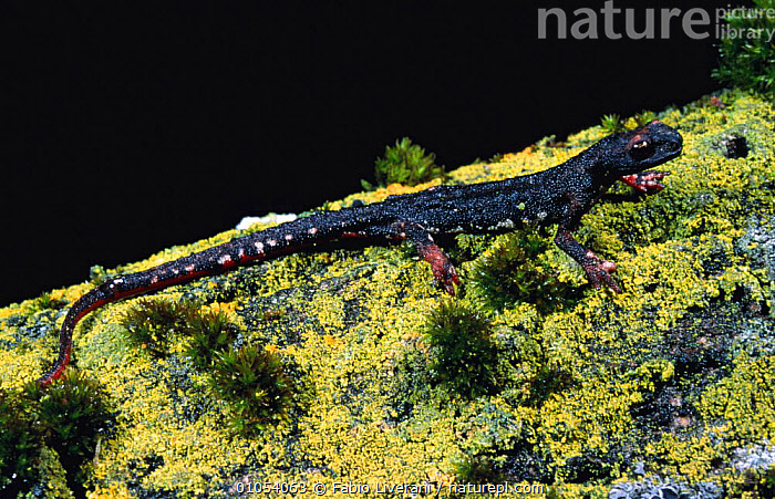 Stock photo of Spectacled salamander {Salamandrina terdigitata} Italy ...