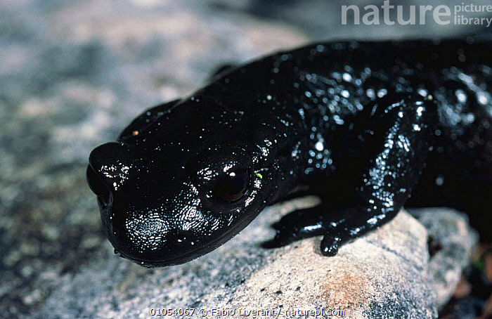 Stock photo of Alpine salamander portrait {Salamandra atra} Italy ...