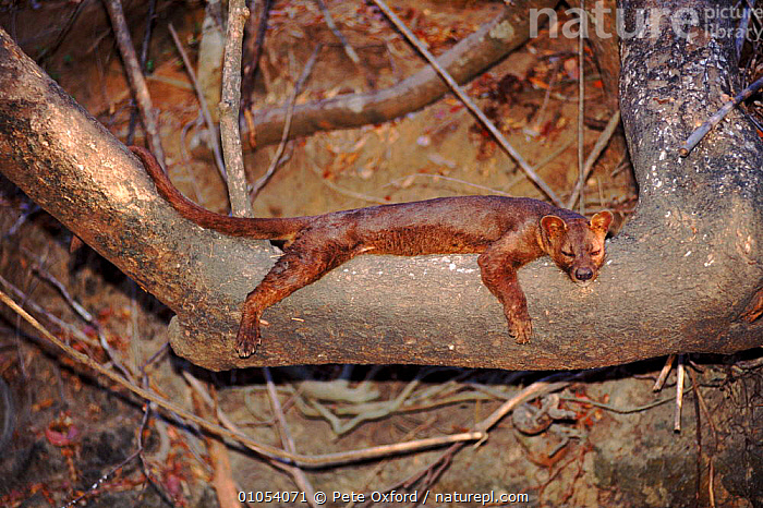 Stock photo of Fossa male resting in tree, Kirindy forest, Madagascar ...