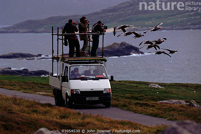 Stock photo of Filming imprinted Greylag geese flying for BBC tv series ...