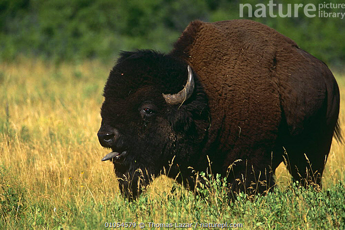 Stock photo of Bison male flehmen response {Bison bison} Custer SP, San ...