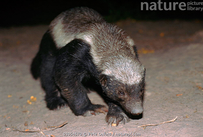 Stock photo of Ratel (honey badger) Okavango Delta, Botswana, Southern ...