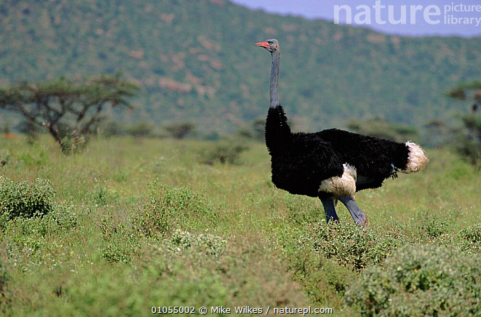 Stock photo of Ostrich male, Kenya, Africa.. Available for sale on www ...