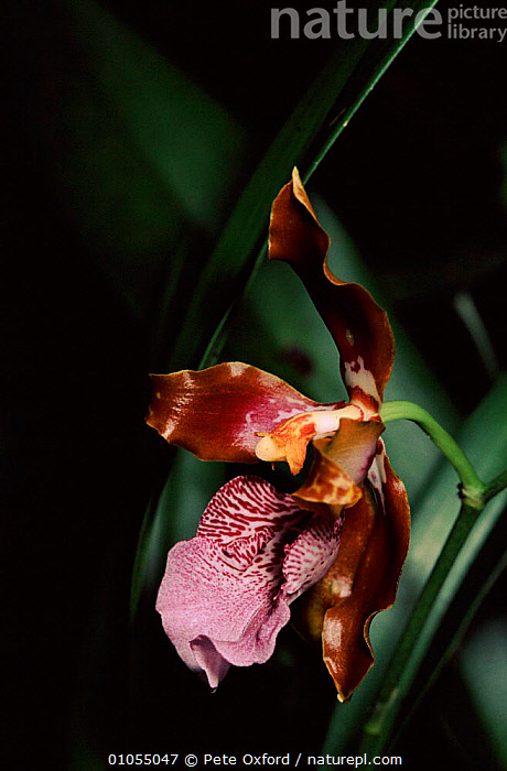 Stock photo of Orchid growing in cloud forest at Machu Picchu, Peru ...