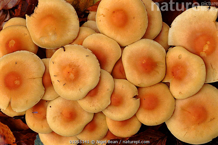 Stock photo of Sulphur tuft fungus caps, woodland, England, UK ...