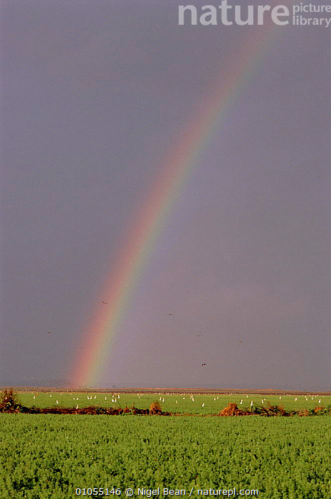 Stock photo of Rainbow over field with Great white egrets, Hula Valley ...