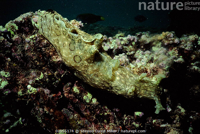 Stock photo of Sea slug {Nudibranchia} Lord Howe Is Australia ...