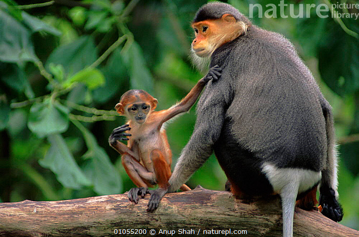 Stock photo of Douc langur monkey with baby. Endangered species native ...