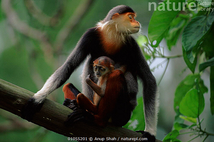 Stock photo of Douc langur monkey with baby. Endangered species native ...