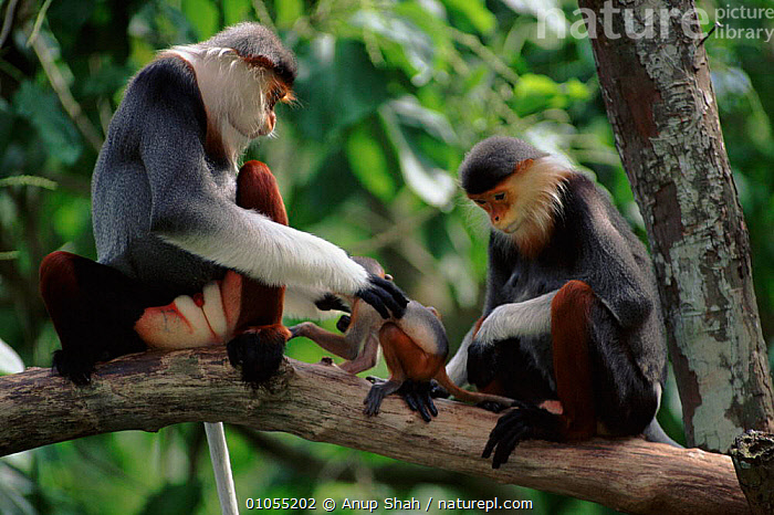 Stock photo of Douc langur monkey family group. Endangered species ...