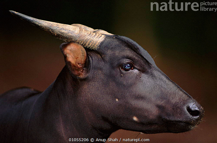 Stock photo of Anoa - endangered species native to Sulawesi, Indonesia ...