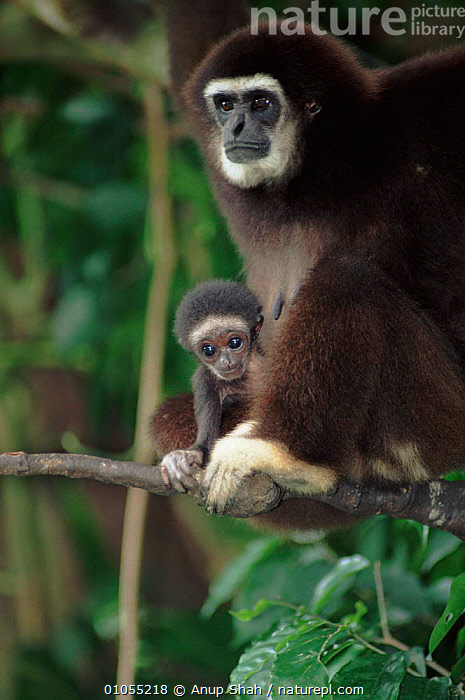 Stock photo of White-handed gibbon with young. Species native to South ...