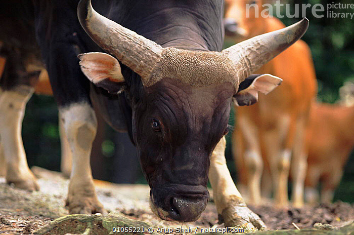 Stock photo of Banteng cattle male - endangered species occurring in ...