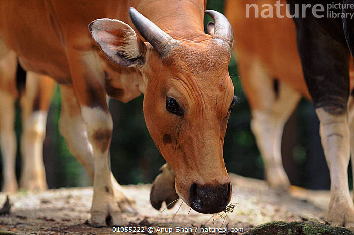 Stock photo of Banteng cattle female - endangered species occurring in ...