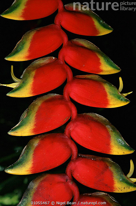 Stock photo of Heliconia plant species, Asa Wright Nature Centre ...