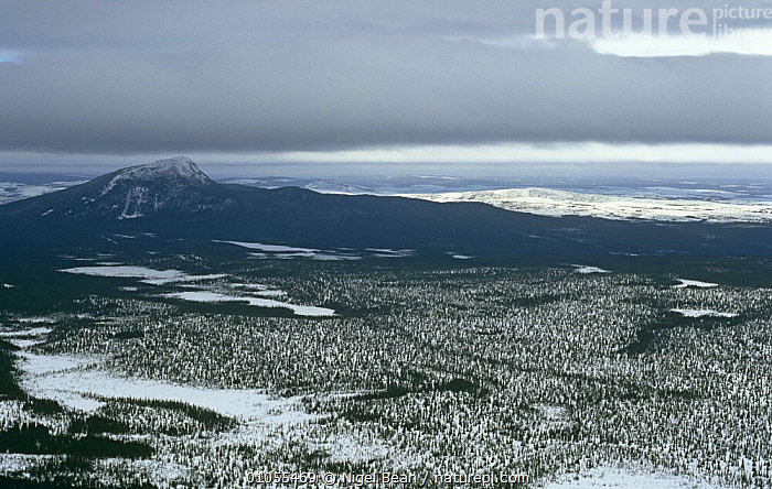 Stock photo of Aerial view over northern conifer forests, mainly black ...