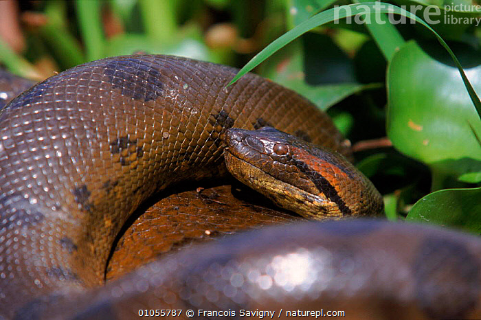 Stock photo of Male emerging from breeding ball of Anacondas {Eunectes ...