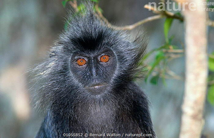 Stock photo of Silvered langur / leaf monkey {Trachypithecus cristatus ...