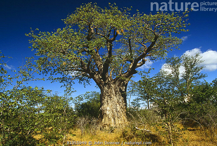 Stock photo of Baobab tree {Adansonia digitata} Victoria Falls Zimbabwe ...