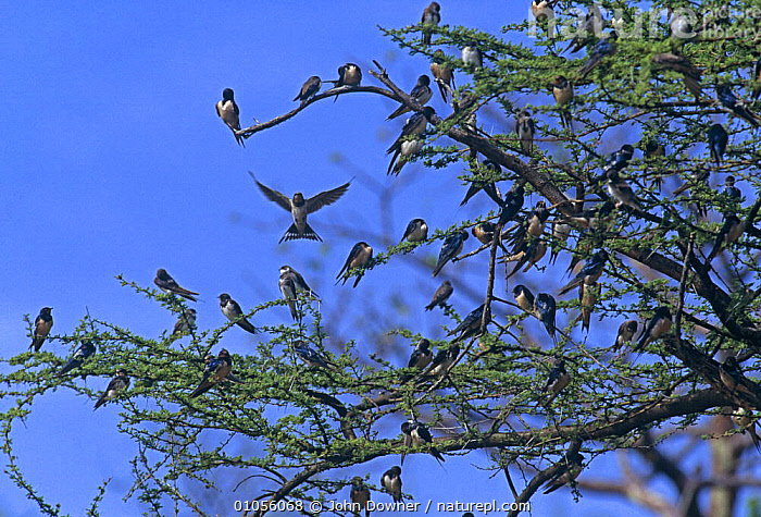Stock photo of Barn swallows on migration stop (Hirundo rustica) Lake ...