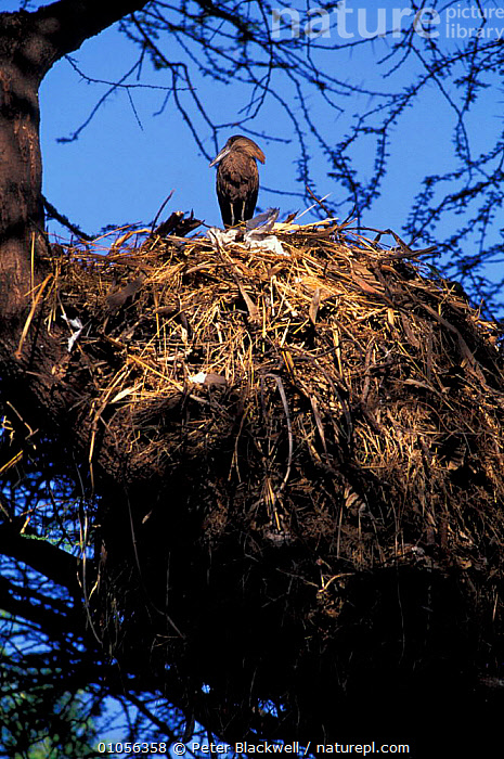 Stock photo of Hammerhead stork at nest {Scopus umbretta} Masai Mara NP ...