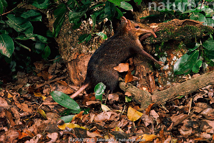 Stock photo of Giant elephant shrew with nest material {Rhynchocyon ...