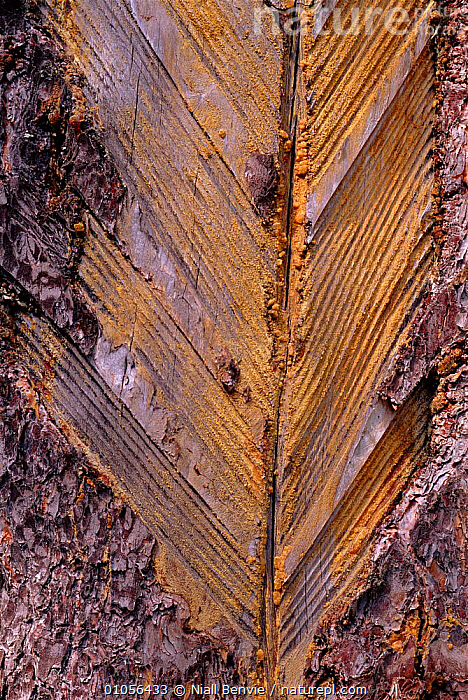 Stock photo of Scots pine (Pinus sylvestris) with chevrons cut in bark ...