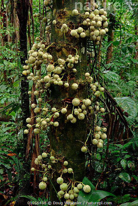 Stock photo of Tropical rainforest midstorey with cauliferous fruit ...