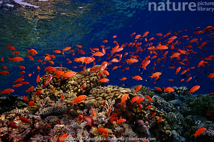 Red Coral Fish Wallpapers