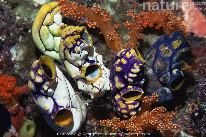 Stock photo of Tunicate / seasquirt {Polycarpa aurata} Molluccas ...