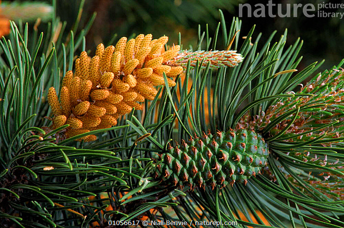 Stock photo of Scots pine cone. Scotland, UK, Europe. Available for ...