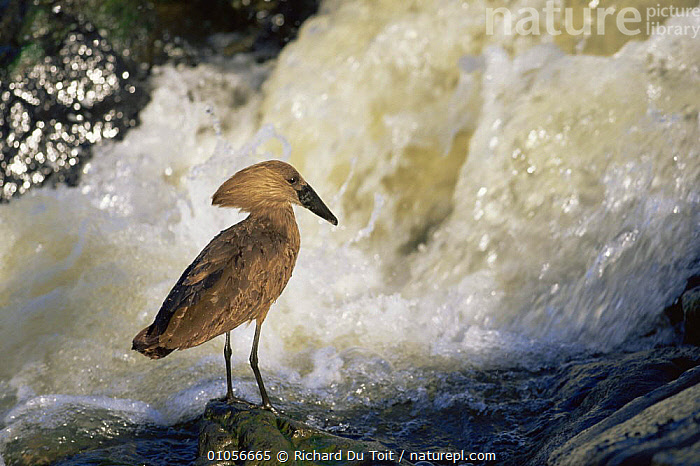 Stock photo of Hammerhead stork {Scopus umbretta} beside the Sabie ...