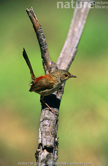 Stock photo of Red backed wren subordinate breeding wren {Malurus ...