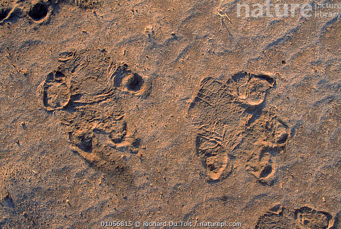 Stock photo of Hippo spoor. Moremi reserve, Botswana, Southern Africa ...
